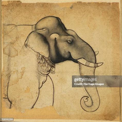 Elephant Tusk Drawing Photos And Premium High Res Pictures Getty Images