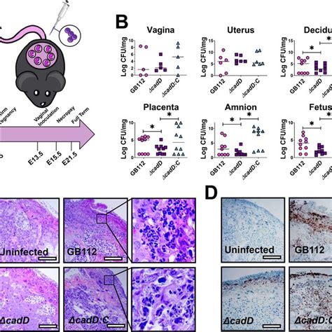 Conceptual Model Of The Role Of Cadd In Gbs Pathogenesis Gbs Infects