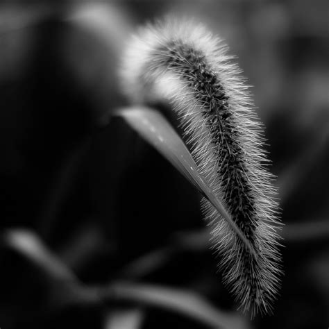 Marshland Grasses 012 Marshland Grass Photography