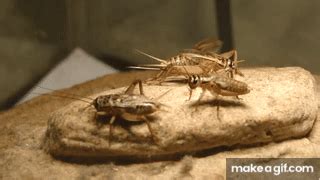 Crickets Chirping Animated 