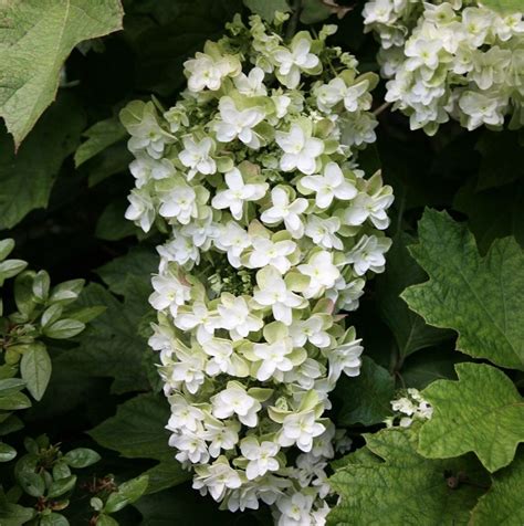 Snowflake Oakleaf Hydrangea Compra En El Centro De Árboles