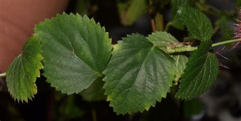 Acalypha Pendula Cultivated Eflora Of India