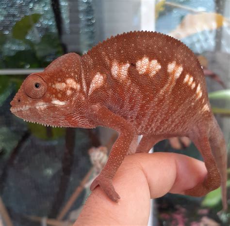 Female Ambanja Lava Panther Chameleon By Mickyfl Chams Morphmarket