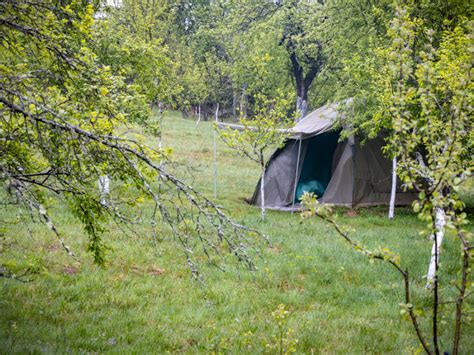 Bizons In Roemenië Wisenten Herintroductie Van Wewilder