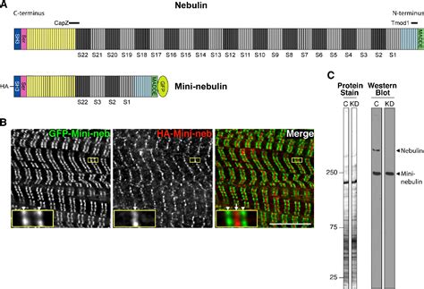 Figure 1 From Nebulin Regulates Actin Filament Lengths By A