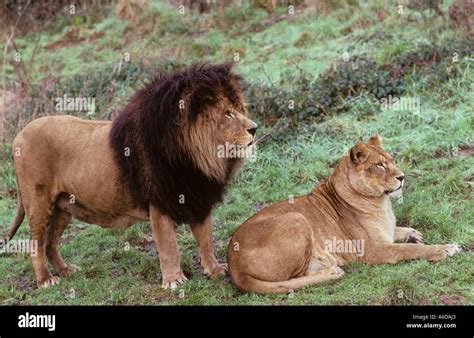 Atlas Lion Size