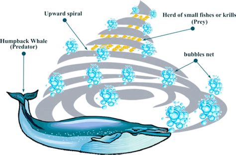 The behavior of humpback whales in WOA designing process | Download Scientific Diagram