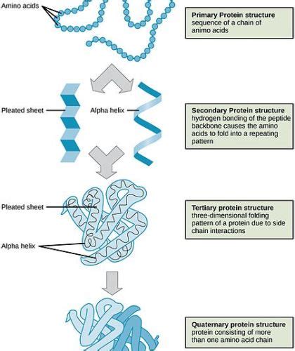 Difference Between Primary Secondary And Tertiary Structure Of Protein Pediaa Com