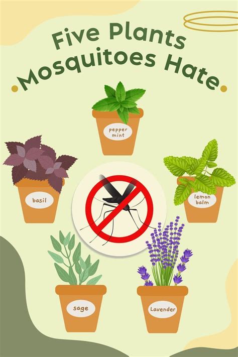 Mosquito Repellent Yard Plants At Emma Sanchez Blog