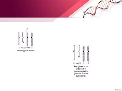 Sex Chromosome Translocation Ppt