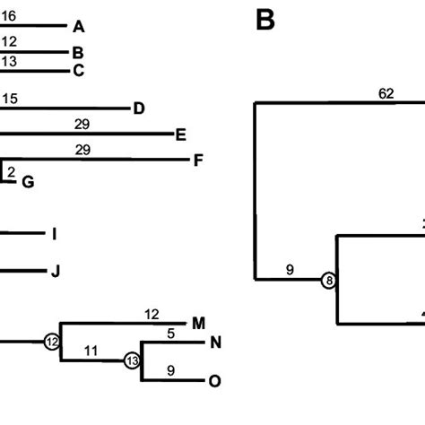 A True Asymmetric Tree B True Symmetric Tree Circled Numbers