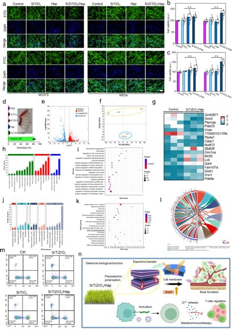 Single Atom Zr Doped Heterojunction Enhanced Piezocatalysis For Implant Infection Therapy