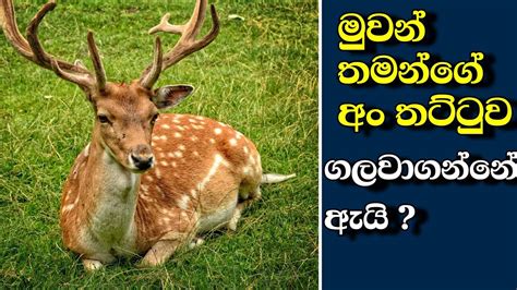 සොබාදහමේ අපූරු ක්‍රියාවලියකින් වන මුවන්ගේ අං වැටීම Falling Of Deer Antlers Youtube