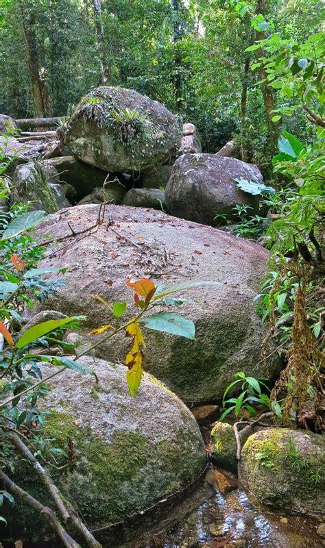 Qld 2013 Mt Bartle Frere Natureloverswalks