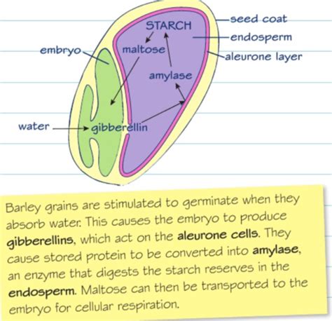Biology Topic 9 Control Systems Flashcards Quizlet