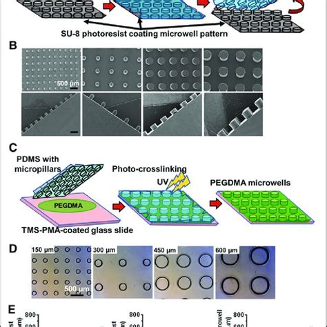 Fabrication Of Polydimethylsiloxane Pdms Mold And Polyethylene Glycol Download Scientific