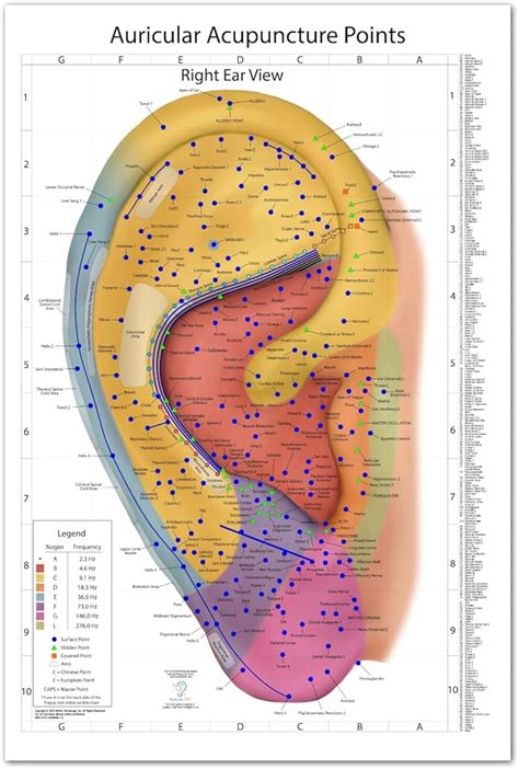 Comprehensive Auriculotherapy Wall Chart 2025 Edition