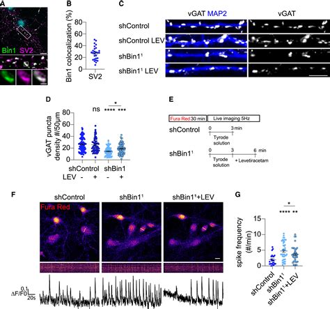 Alzheimers Genetic Risk Factor Bin1 Controls Synapse Vesicle Exo