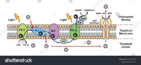 Photosystem 1 And 2 Diagram
