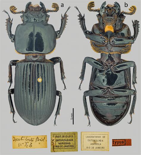 Passalus Pertinax Gravelyi Type A Dorsal Habitus B Ventral Habitus Download Scientific