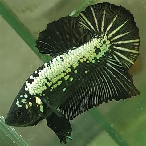 Tất Tần Tật Về Cá Betta Samurai Chiến Binh Cừ Khôi