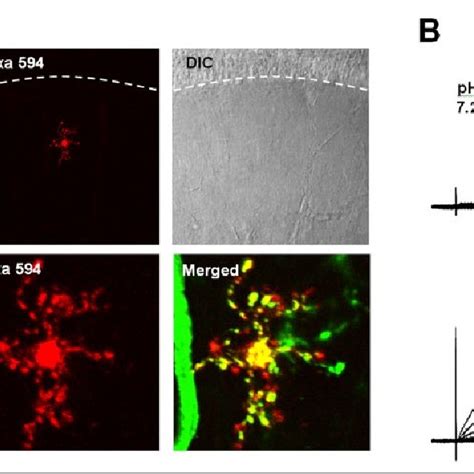 Small Voltage Gated Proton Currents In Rat Microglia A A Rat