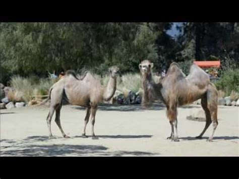 Geico Camel Hump Day Commercial 2014 Youtube