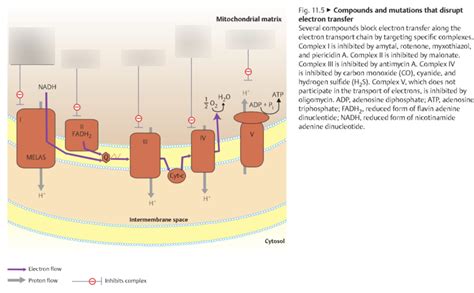 ETC Inhibitors Diagram Quizlet