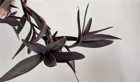 Comment Entretenir La Misère Pourpre Tradescantia Pallida