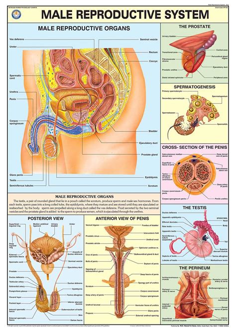 Buy Hp12s Teachingnest Reproductive System Male Chart 70x100 Cm English Human