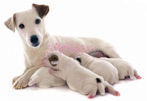 Adaptil Comforting Messages