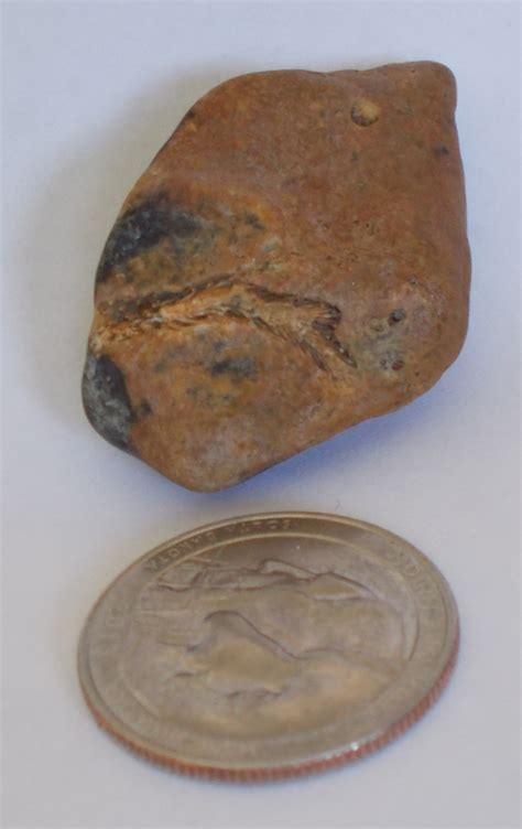 Pine Like Tiny Branch Fossil Fossil Id The Fossil Forum