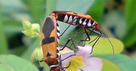 Ekologi Tanaman Dan Serangga