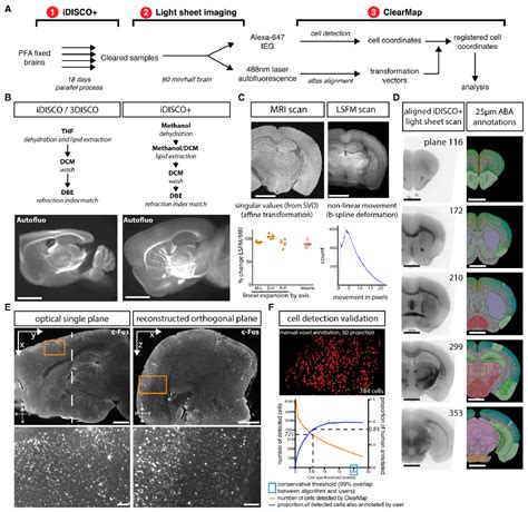 CellMap ClearMap Documentation