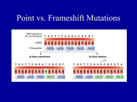 Frameshift And Point Mutations At Kayla Chirnside Blog