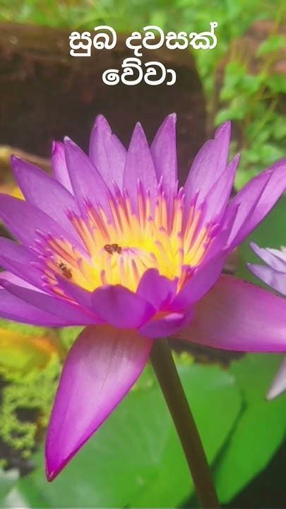 නිල් මානෙල් මල Youtube