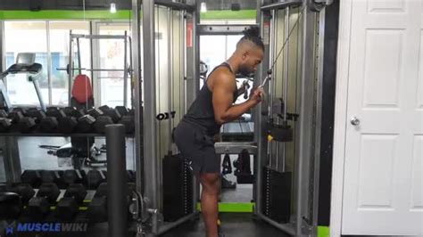 MuscleWiki Simplify Your Workout