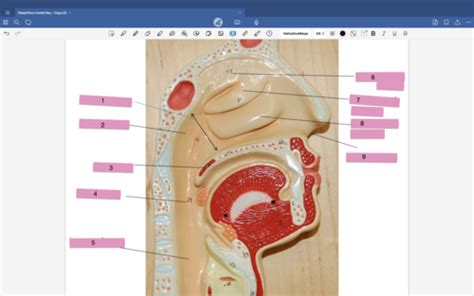 Anatomy Lab Final Exam Flashcards Quizlet