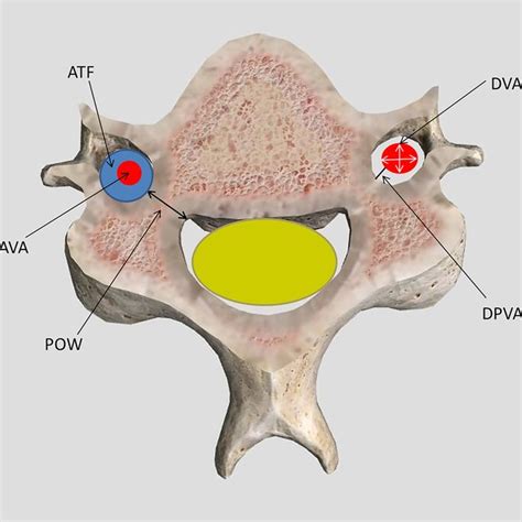 A Schematic Representation Of The Measuring Parameters Pow The Download Scientific Diagram