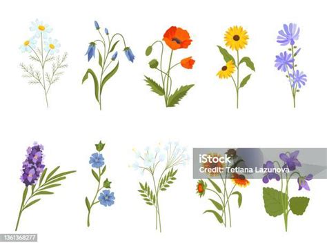 꽃 야생 꽃 카모마일 양귀비 보라색 라벤더와 블루 벨 식물 성 의료 식물 초원 허브 및 필드 관목 벡터 세트 0명에 대한 스톡 벡터 아트 및 기타 이미지 Istock