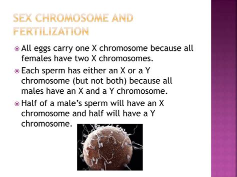 Ppt Chapter 6 Section 1 Human Inheritance Powerpoint Presentation