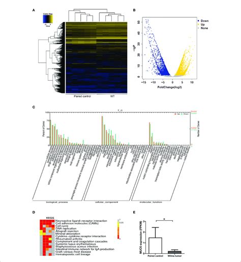 Rna Sequencing Of Wt Samples A Heatmap Showing The Gene Expression