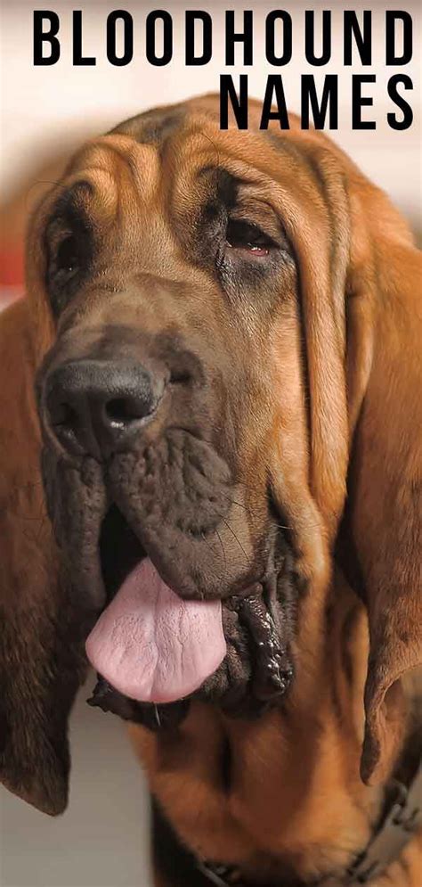 Bloodhound Dog Image