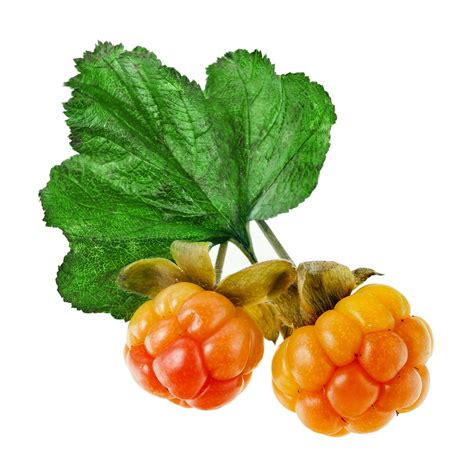Cloudberry Alimentarium