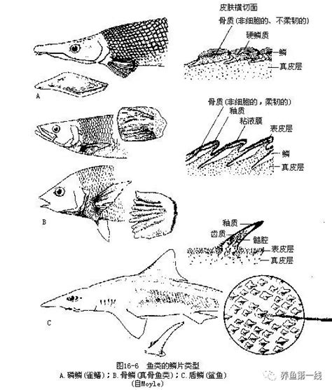 鱼类的形态构造（上）：鱼的外部形态、皮肤、骨骼、肌肉、消化系统和呼吸系统 知乎