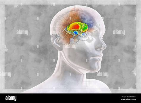 Brain Dorsal Striatum Anatomy 3d Illustration In Sketch Style The