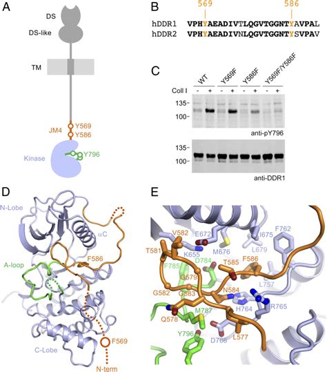 Two Step Release Of Kinase Autoinhibition In Discoidin Domain Receptor 1 Pmc