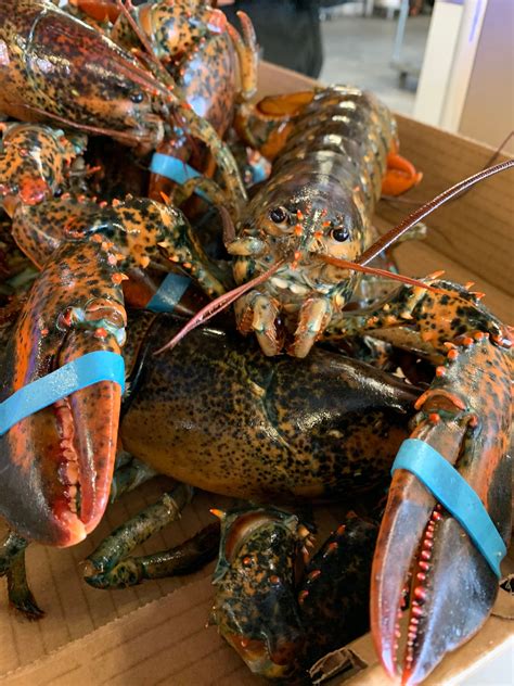 Live Lobster Swimming 250 Live Lobster Photos Pictures And Background