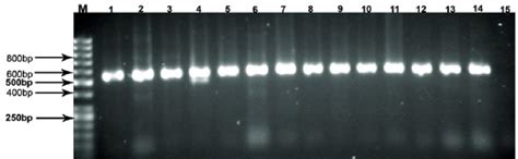 Figure 1 From Molecular Detection And Characterization Of Cpb2 Gene In