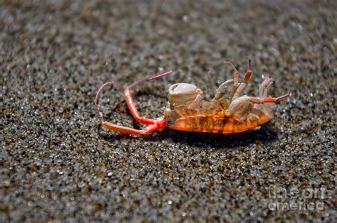 Sand Flea Remains Photograph By Adria Trail Pixels
